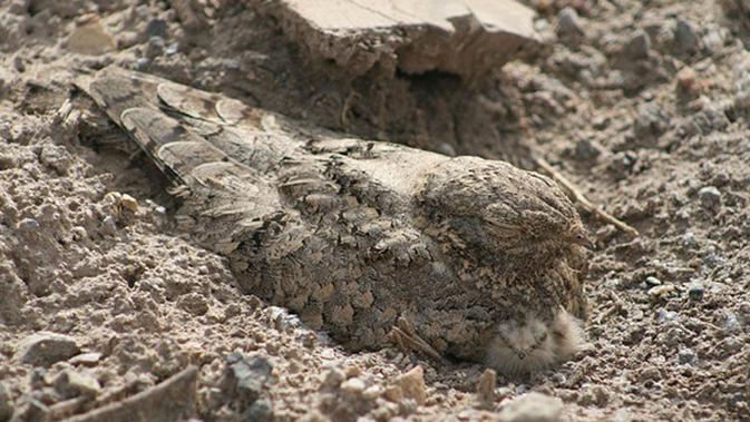 9 Contoh Hewan Kamuflase dan Tujuannya - ArenaHewan.com