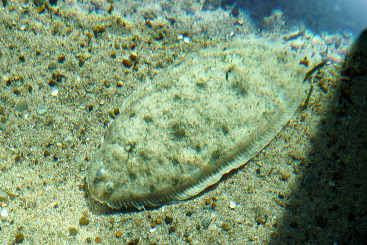 9 Contoh Hewan Kamuflase dan Tujuannya - ArenaHewan.com